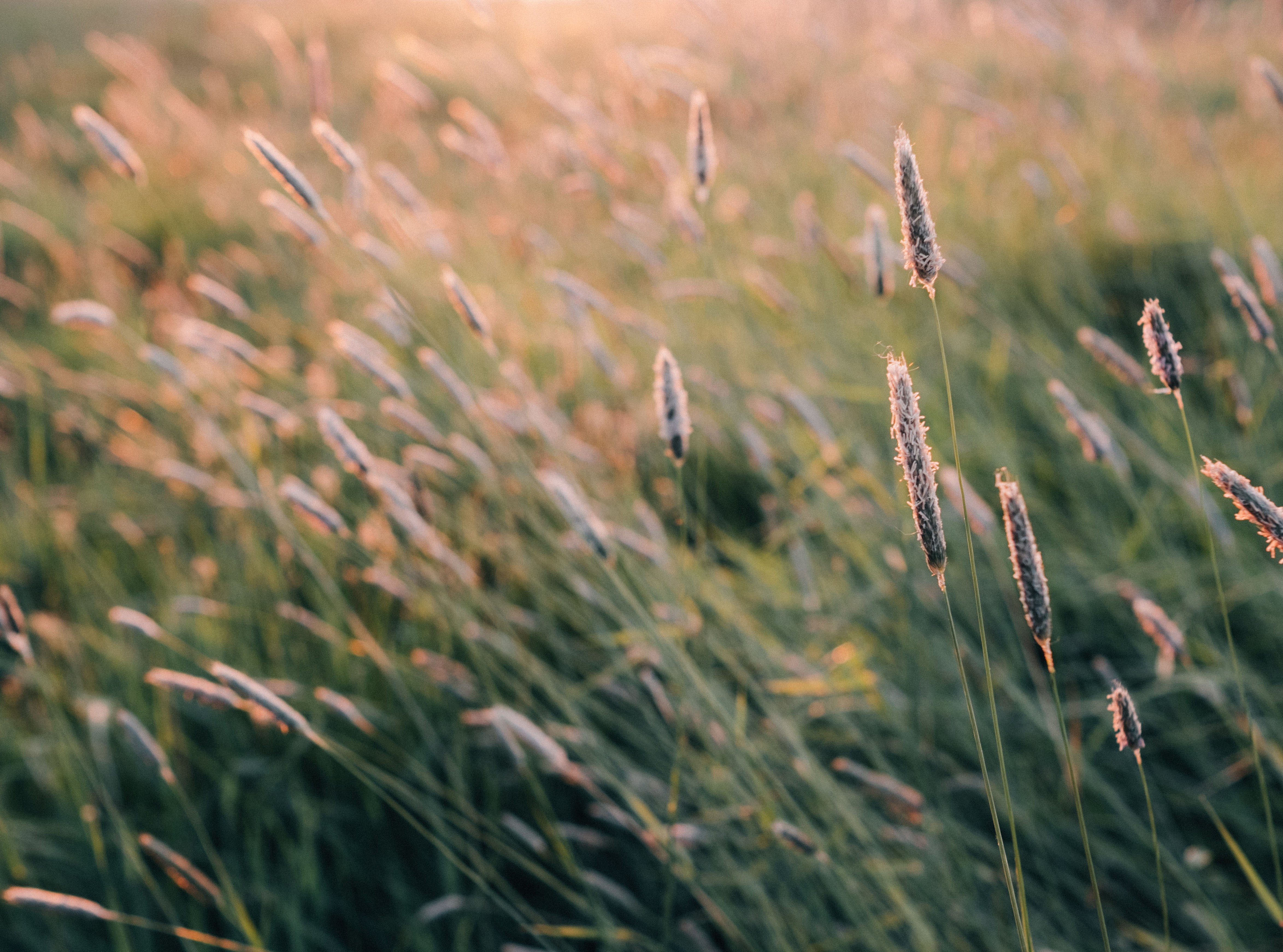 Our Ingredients – Wild Shore